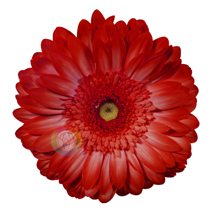 Dark Red flower dye - Centimo